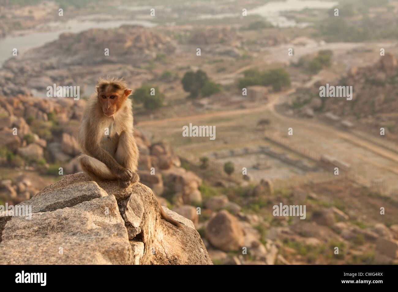 Bonnet macaque monkey on Matanga Hill at sunrise in Hampi, Karnataka ...