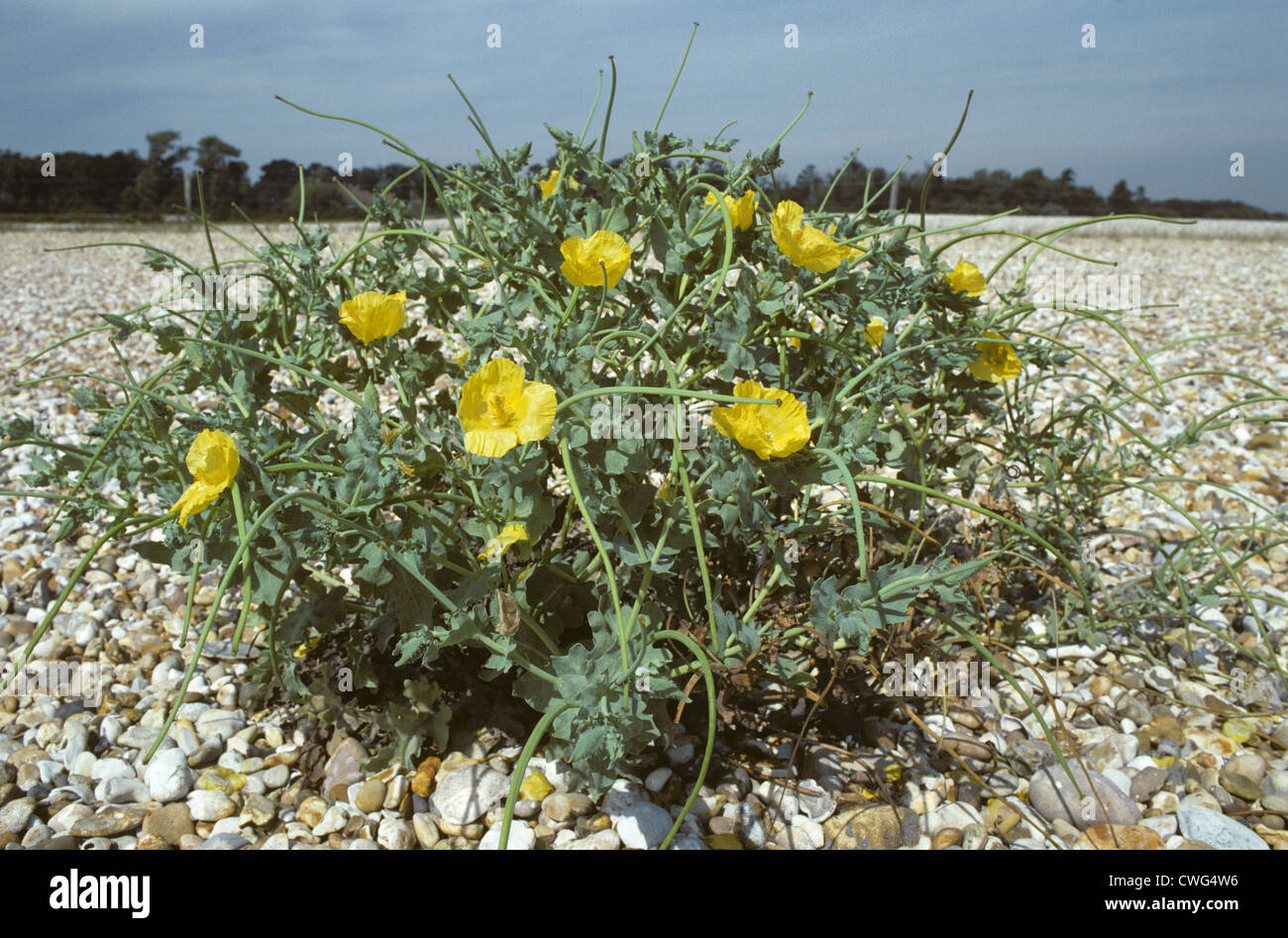 YELLOW HORNED-POPPY Glaucium flavum (Papaveraceae Stock Photo - Alamy
