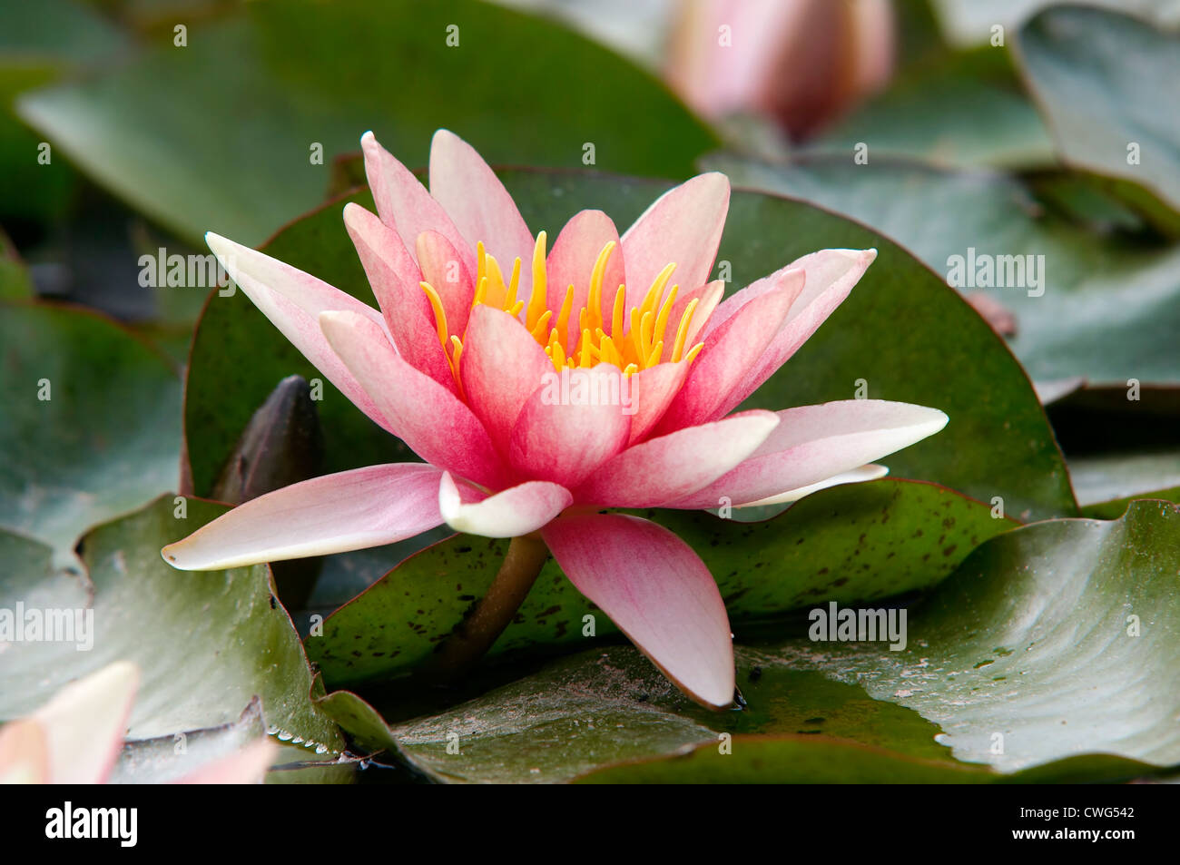 water lily - water flower Stock Photo - Alamy