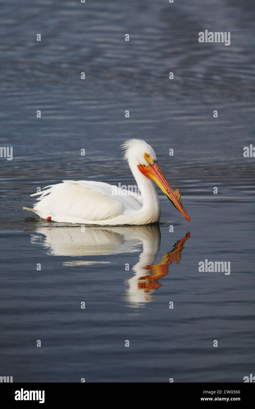 American White Pelican Pelecanus erythrorhynchos, Walden Ponds, Boulder ...