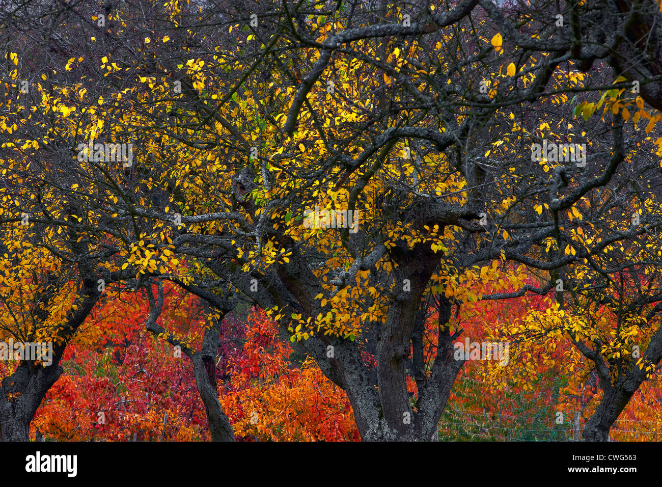 Fall foliage art hi-res stock photography and images - Alamy