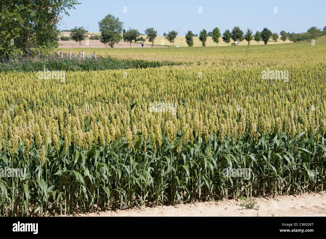 Maize growing southwest France Stock Photo - Alamy
