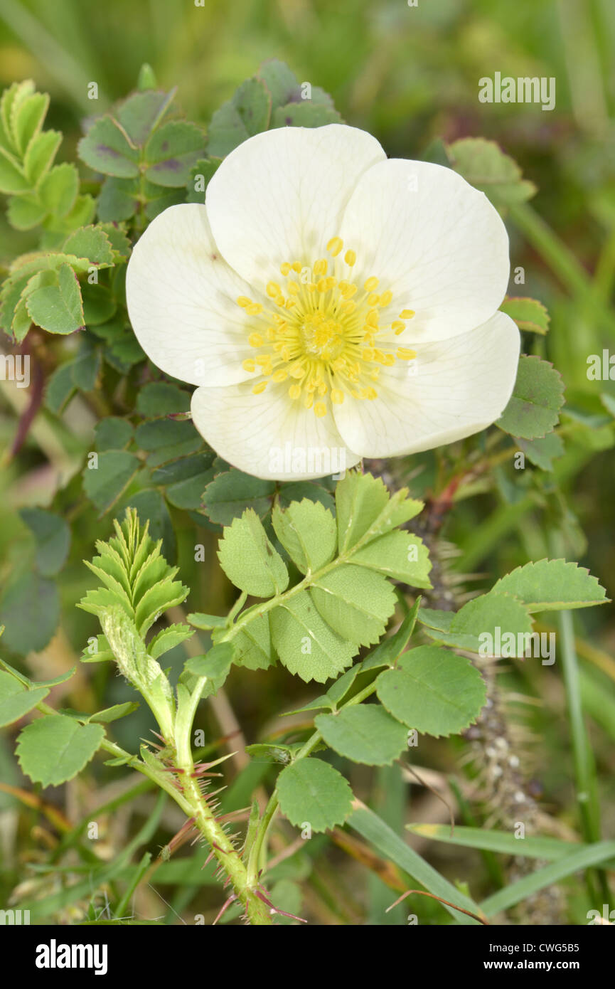 BURNET ROSE Rosa pimpinellifolia (Rosaceae Stock Photo - Alamy