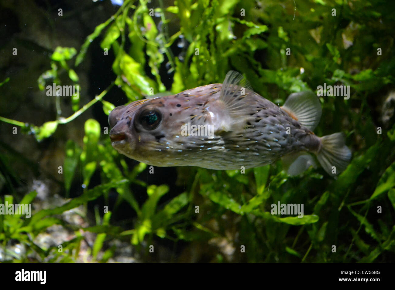 Porcupine pufferfish hi-res stock photography and images - Alamy