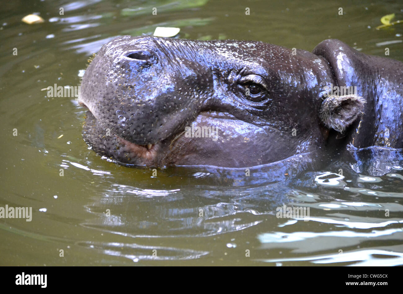Pygmy hippopotamus hi-res stock photography and images - Alamy