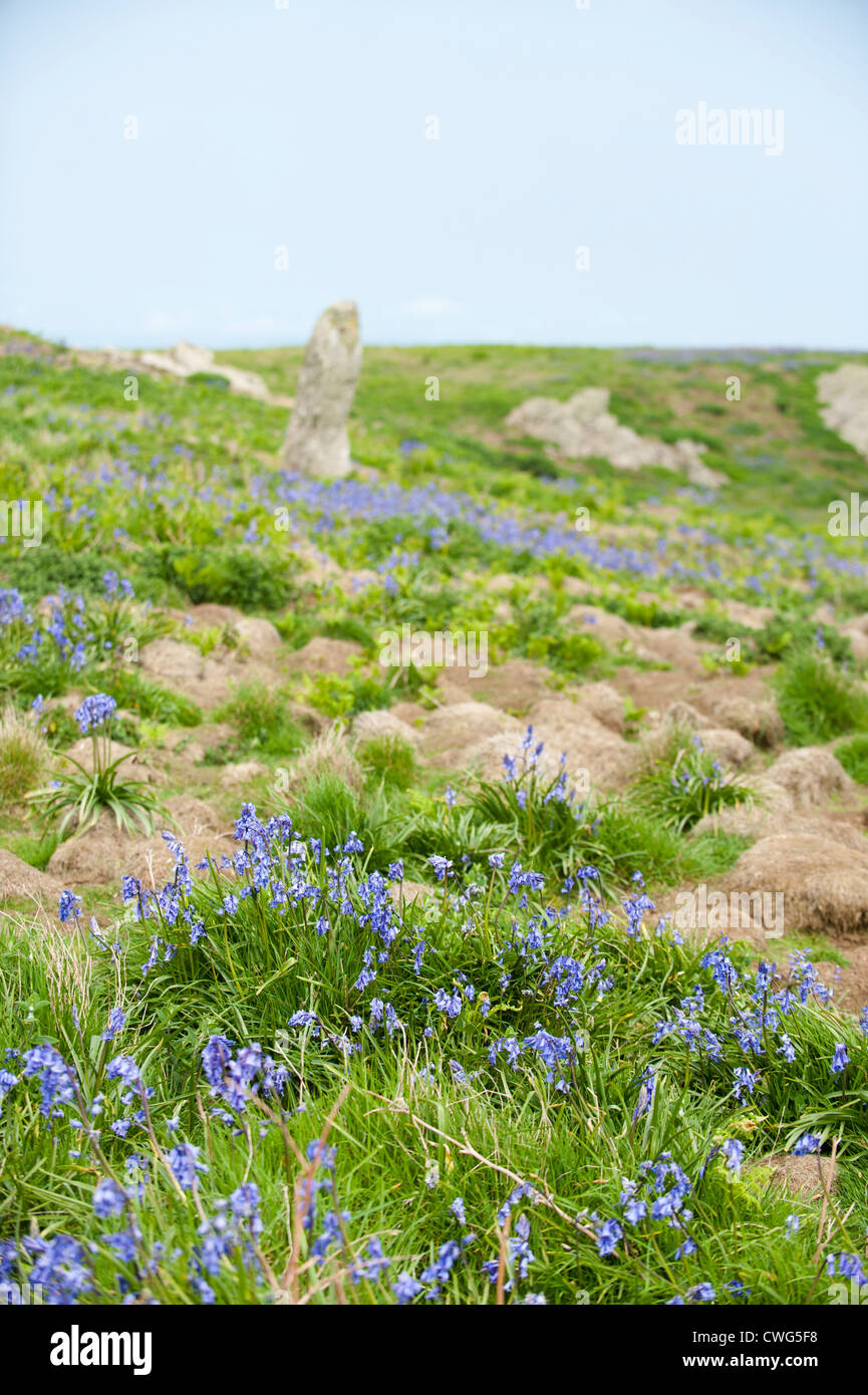 The Harold Stone, Skomer, South Wales, United Kingdom Stock Photo - Alamy