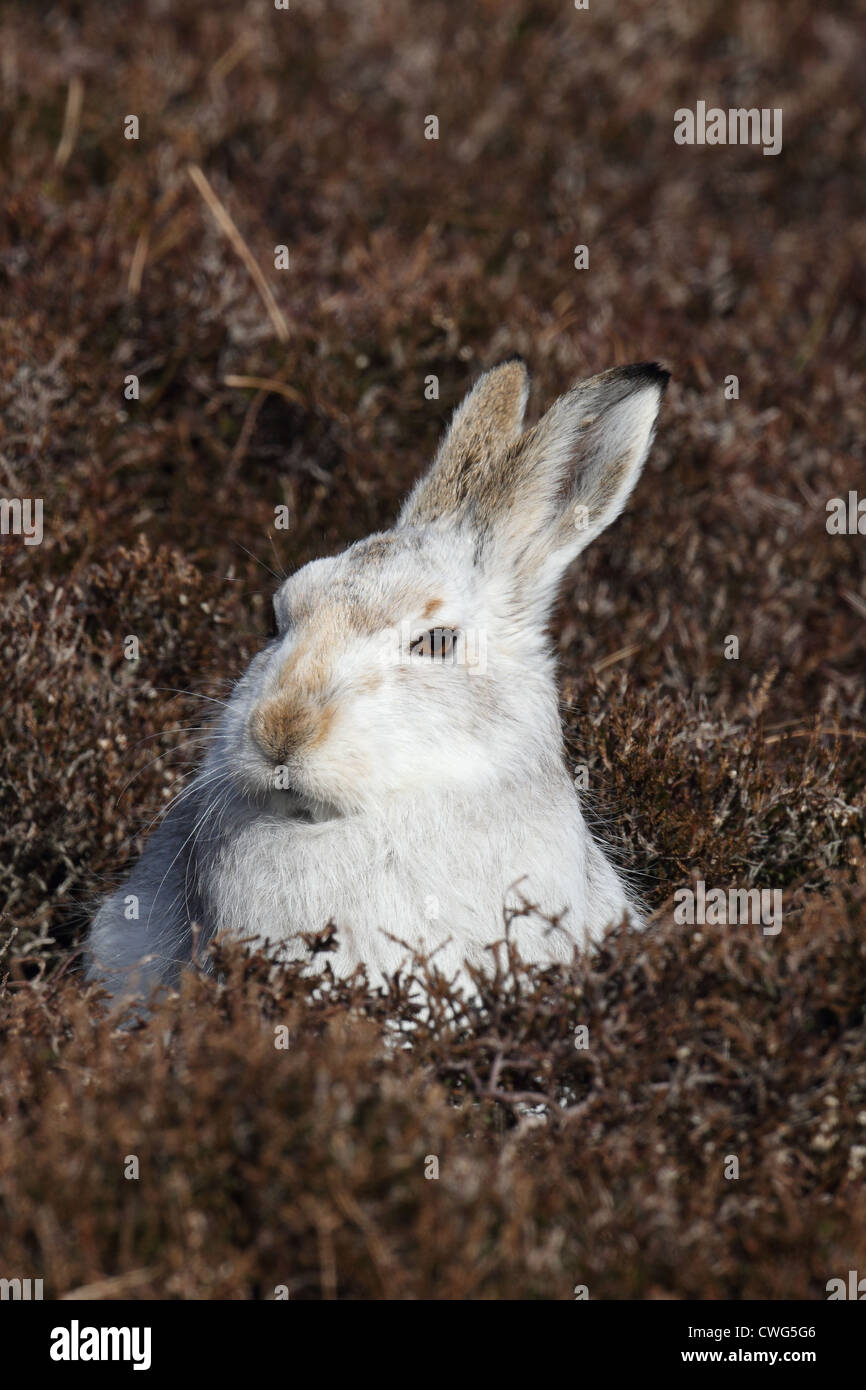 Tundra arctic hare hi-res stock photography and images - Alamy