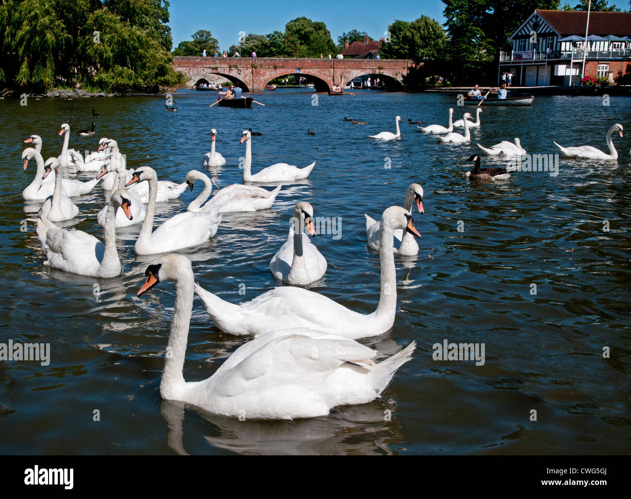 Swans on river Avon Stratford upon Avon Warwickshire England with brick ...