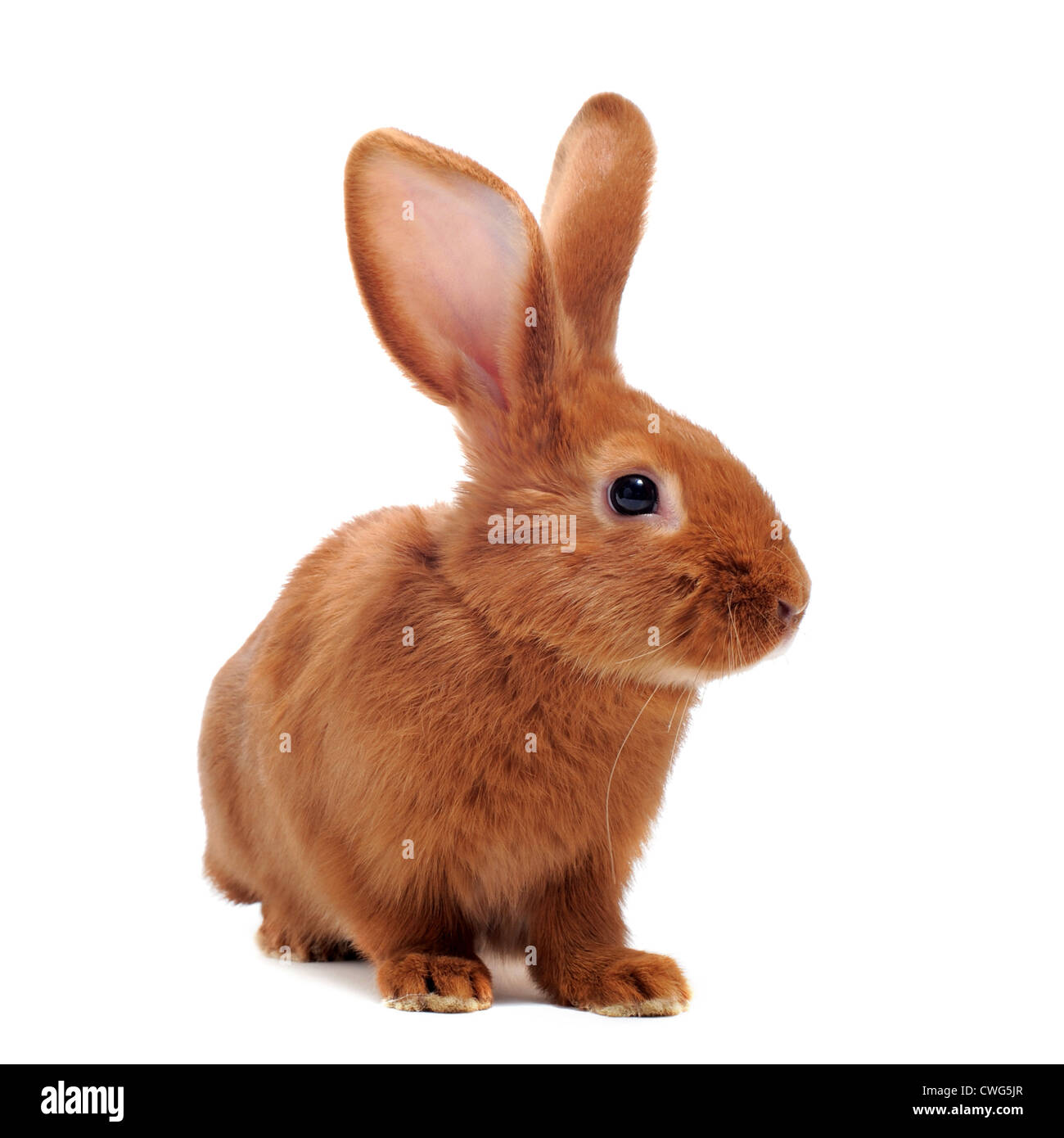 young rabbit sitting in front of white background Stock Photo - Alamy