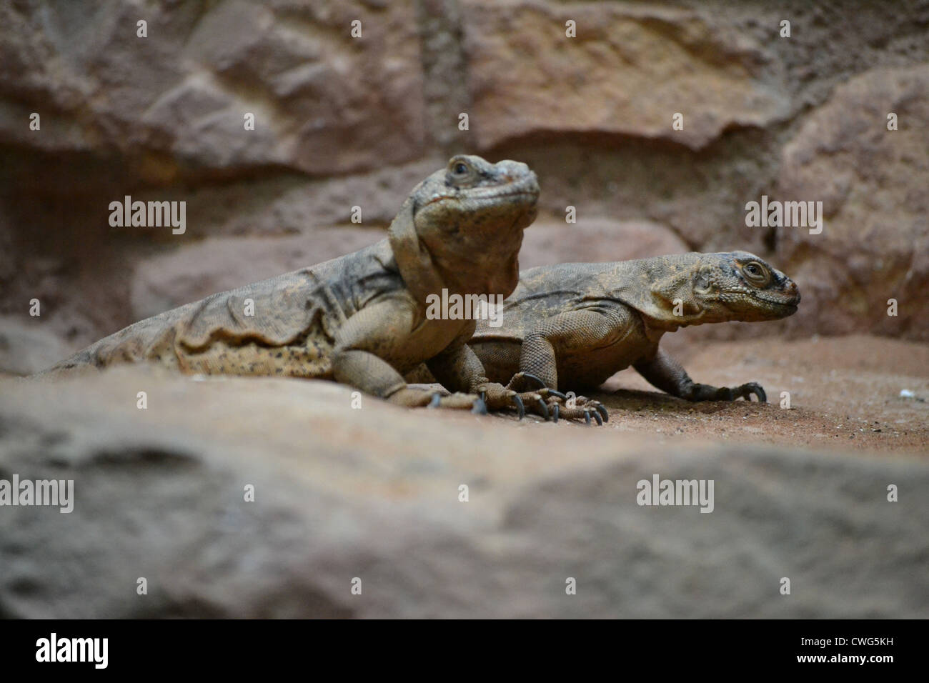 Western Chuckwalla Lizards Stock Photo - Alamy