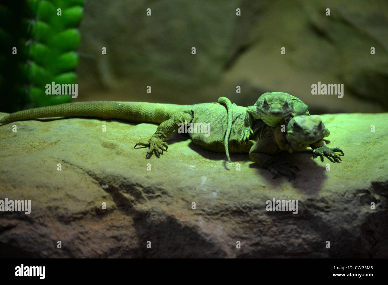 Western Chuckwalla Lizard Stock Photo - Alamy