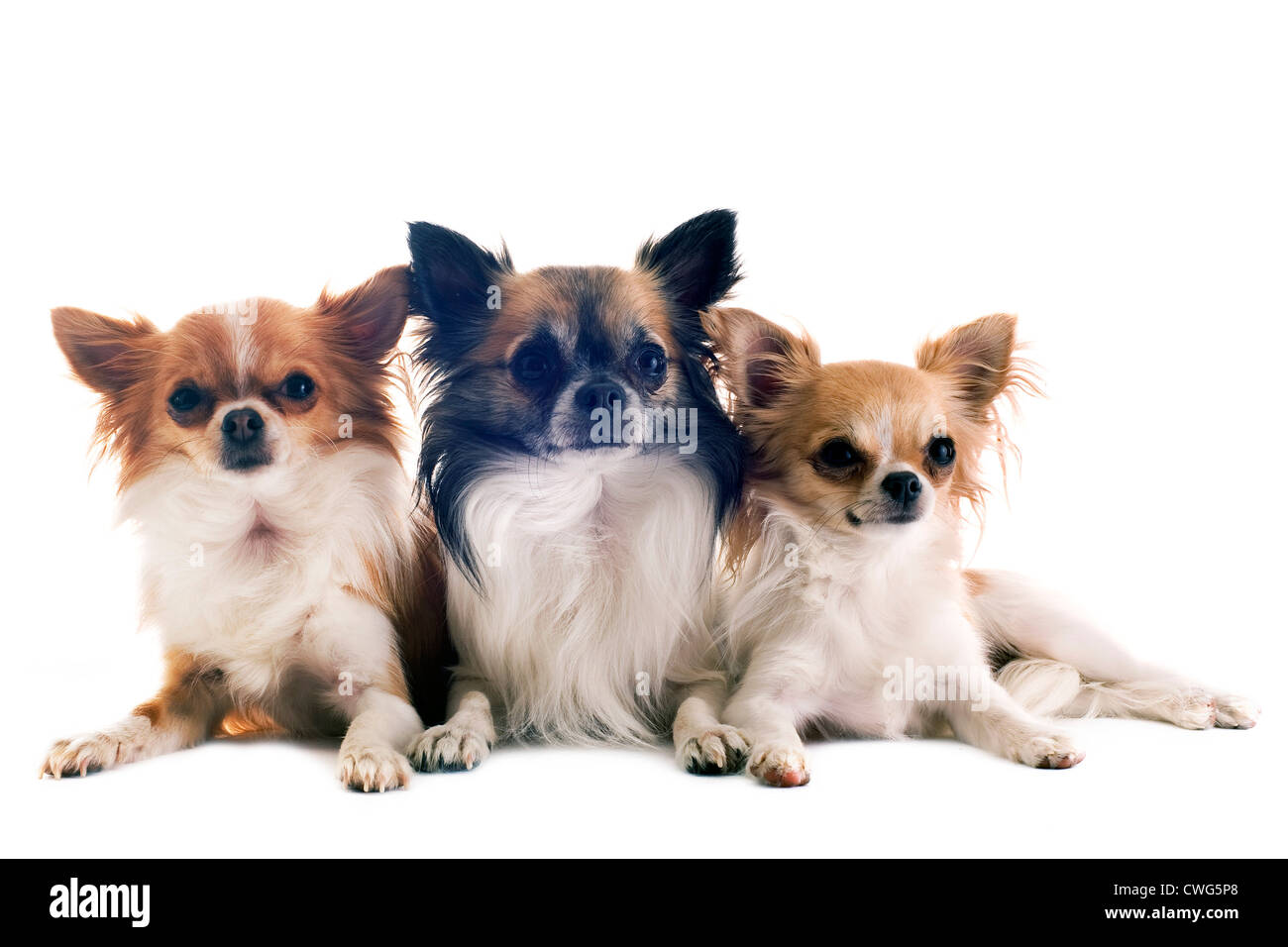 portrait of three purebred chihuahuas in front of white background ...