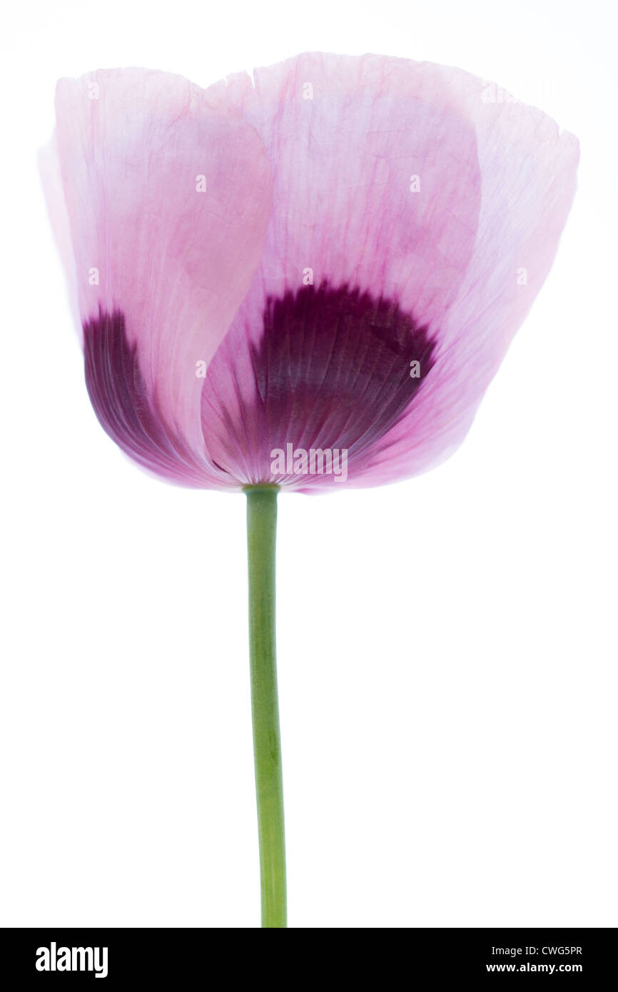 Up close pink poppy hi-res stock photography and images - Alamy