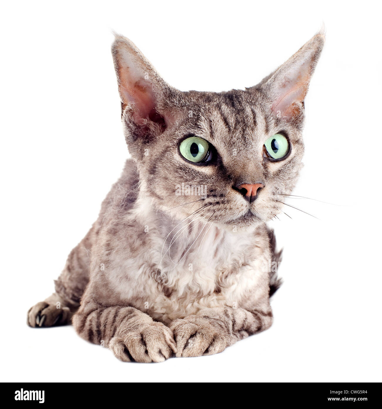 Devon rex hi-res stock photography and images - Alamy