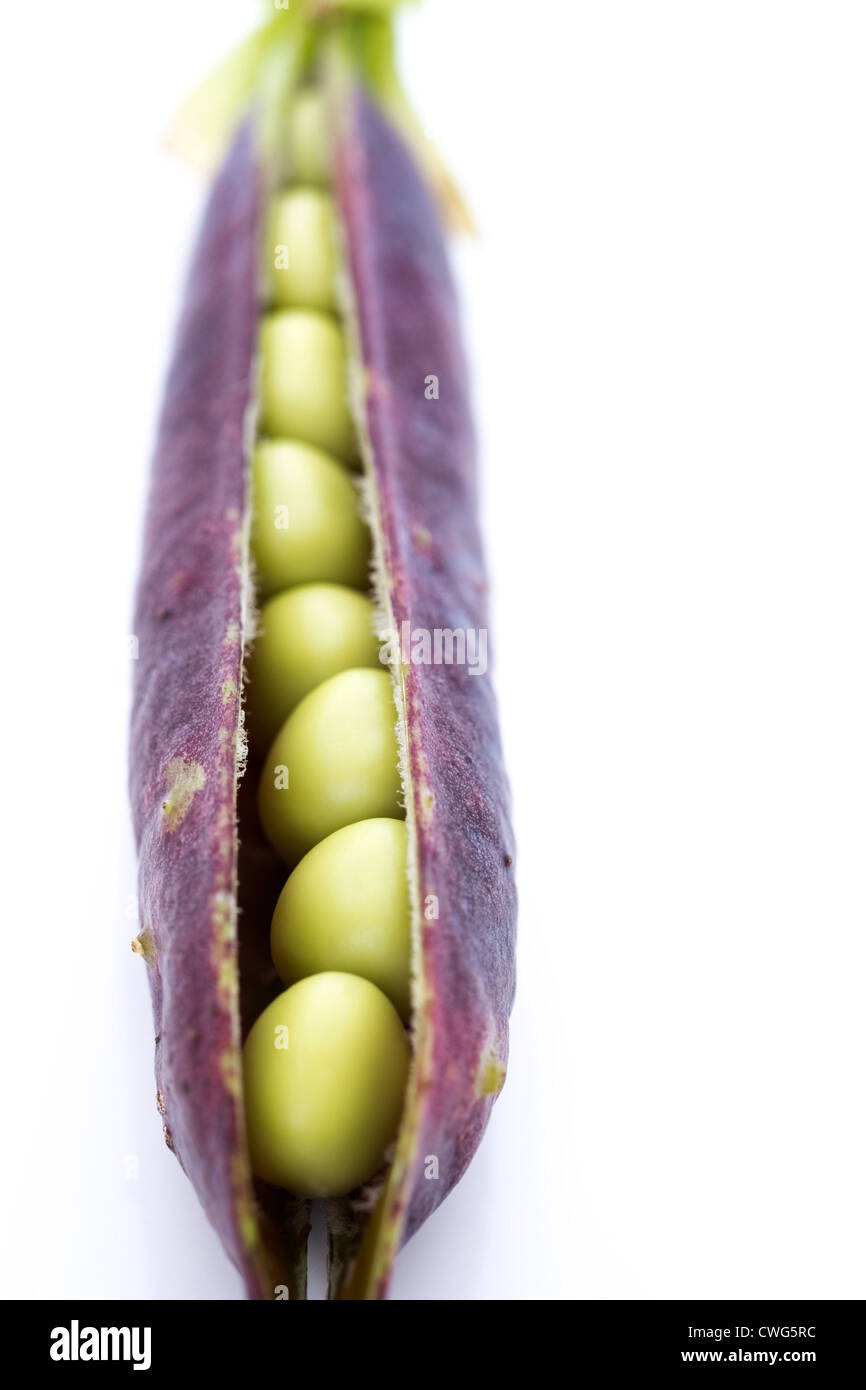 Close Up Of Peas in the Pod on a White Background Stock Photo - Alamy