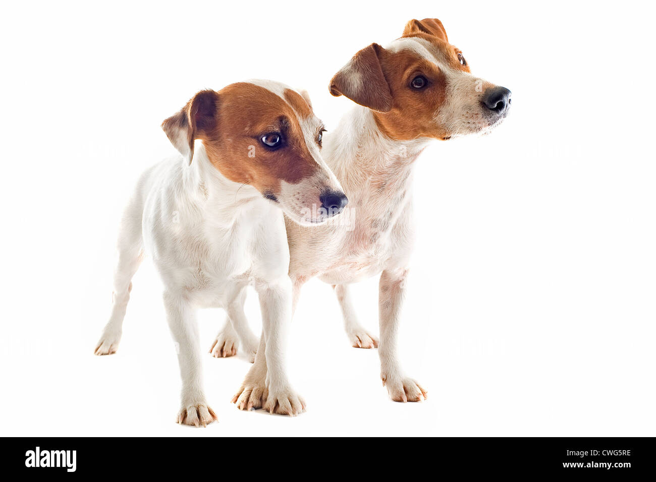 portrait of two purebred jack russel terrier in studio Stock Photo - Alamy