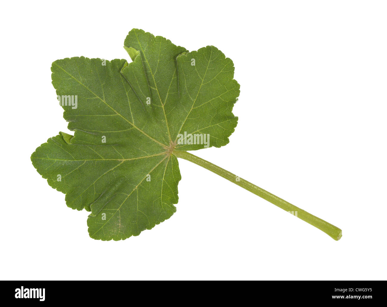 Mallow malvaceae hi-res stock photography and images - Alamy