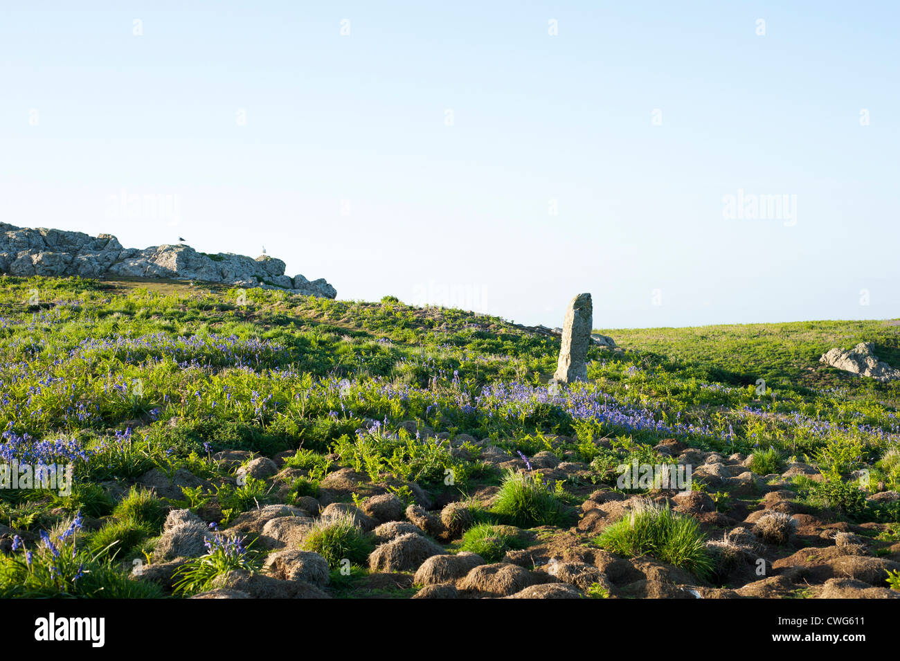 The Harold Stone, Skomer, South Wales, United Kingdom Stock Photo - Alamy