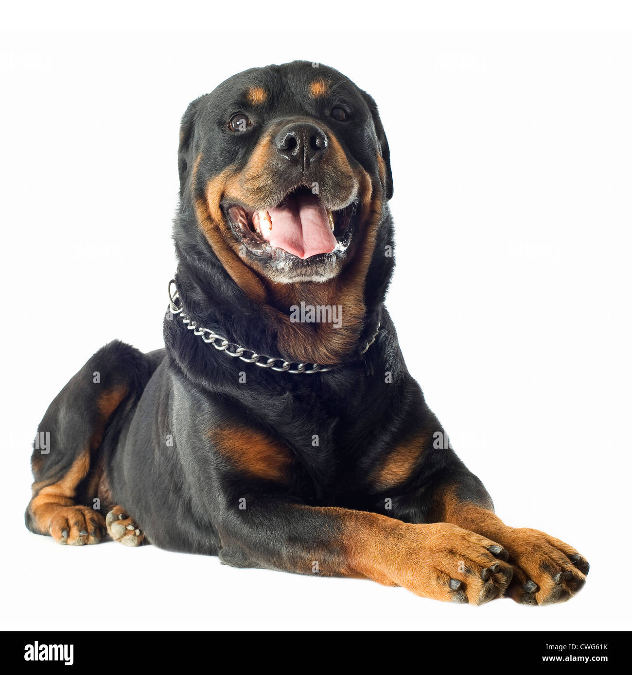 portrait of a purebred rottweiler in front of white background Stock ...