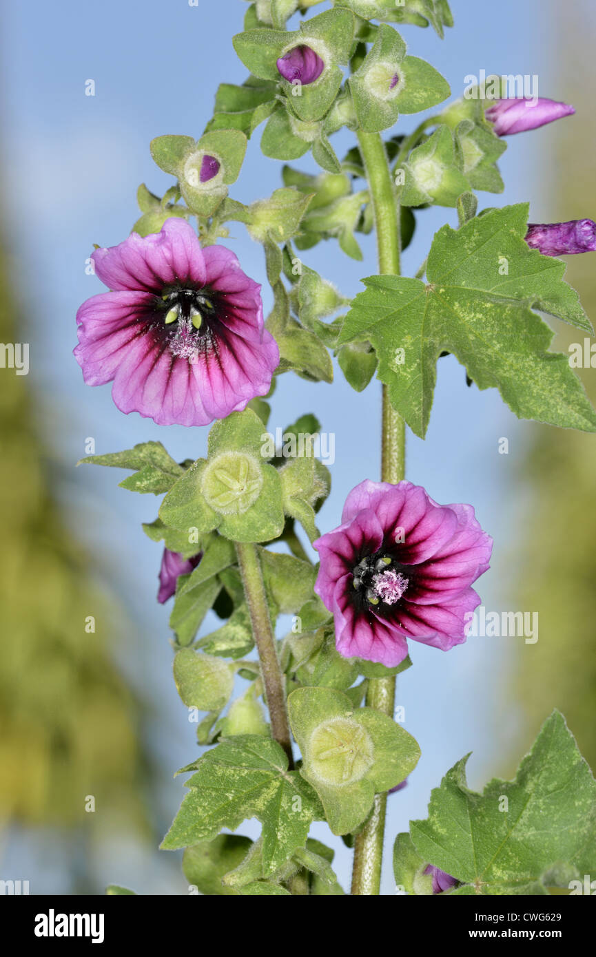 Malvaceae hi-res stock photography and images - Alamy