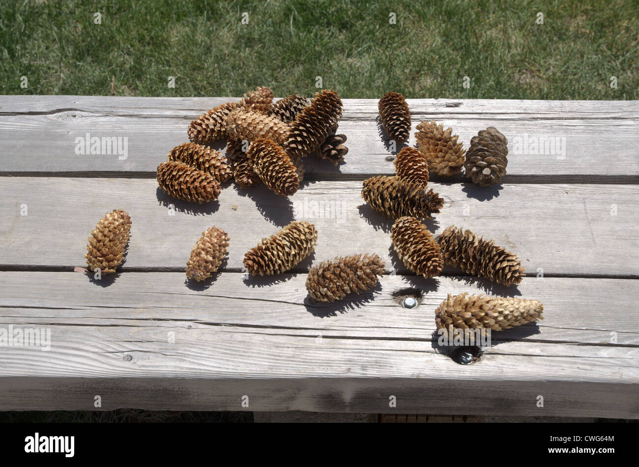 Pine cones on old bench Stock Photo - Alamy