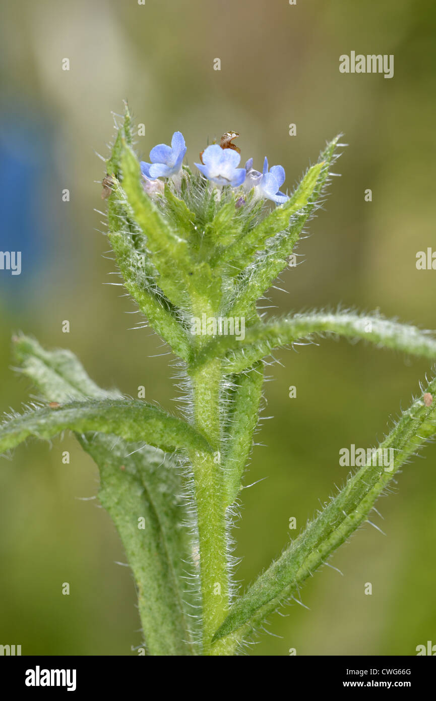 Alkanet hi-res stock photography and images - Alamy
