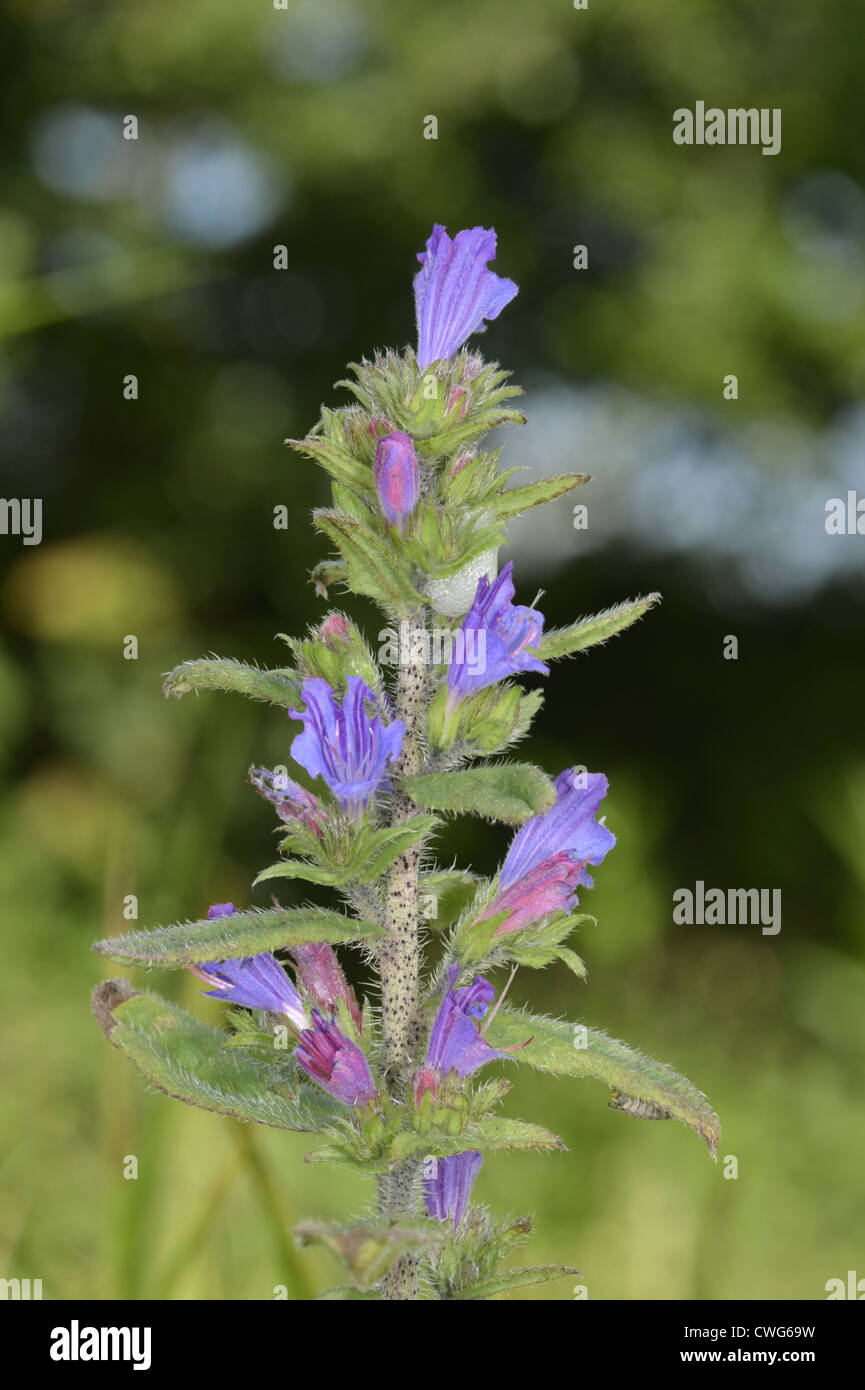 Vipers Bugloss Flower High Resolution Stock Photography and Images - Alamy
