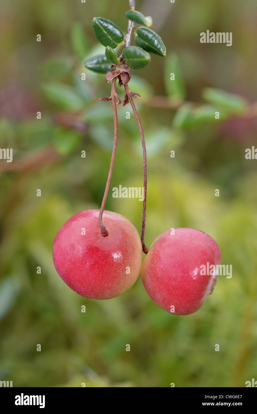 CRANBERRY Vaccinium oxycoccos (Ericaceae Stock Photo - Alamy