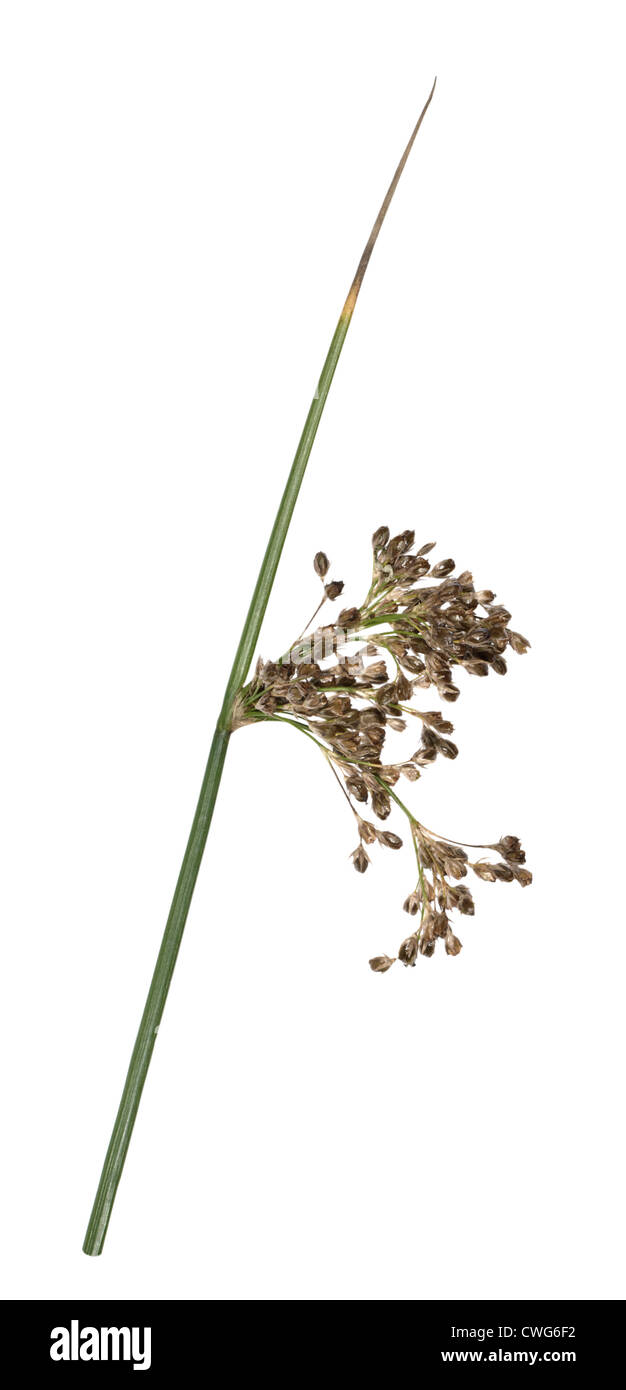 Juncaceae Juncus