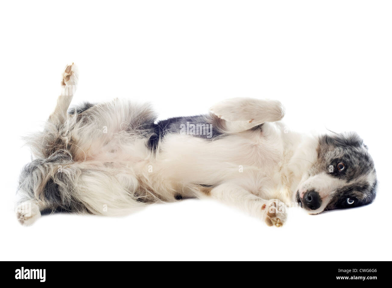 Border collie back hi-res stock photography and images - Alamy