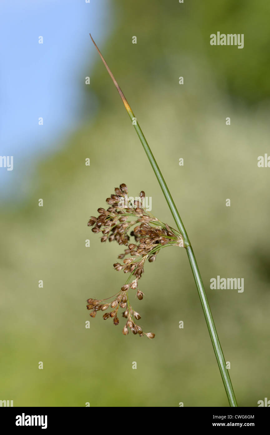 SOFT RUSH Juncus effusus (Juncaceae Stock Photo - Alamy