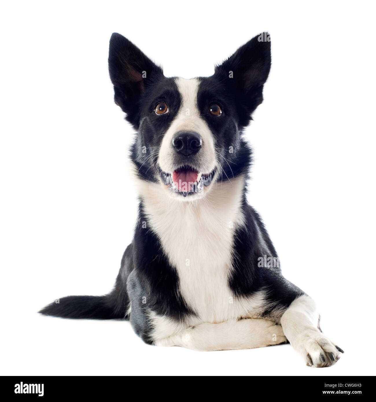 portrait of purebred border collie in front of white background Stock ...