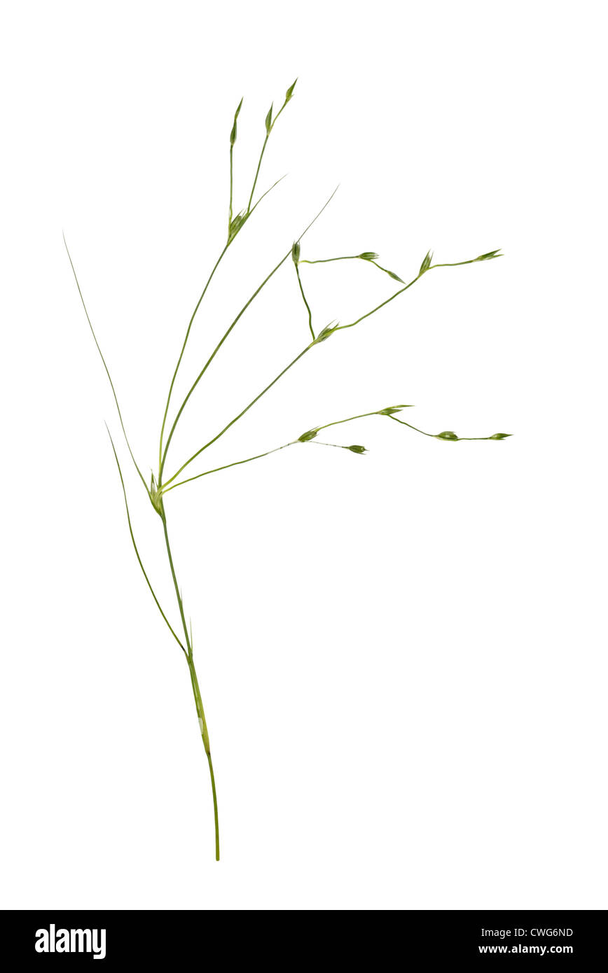 TOAD RUSH Juncus bufonius (Juncaceae Stock Photo - Alamy