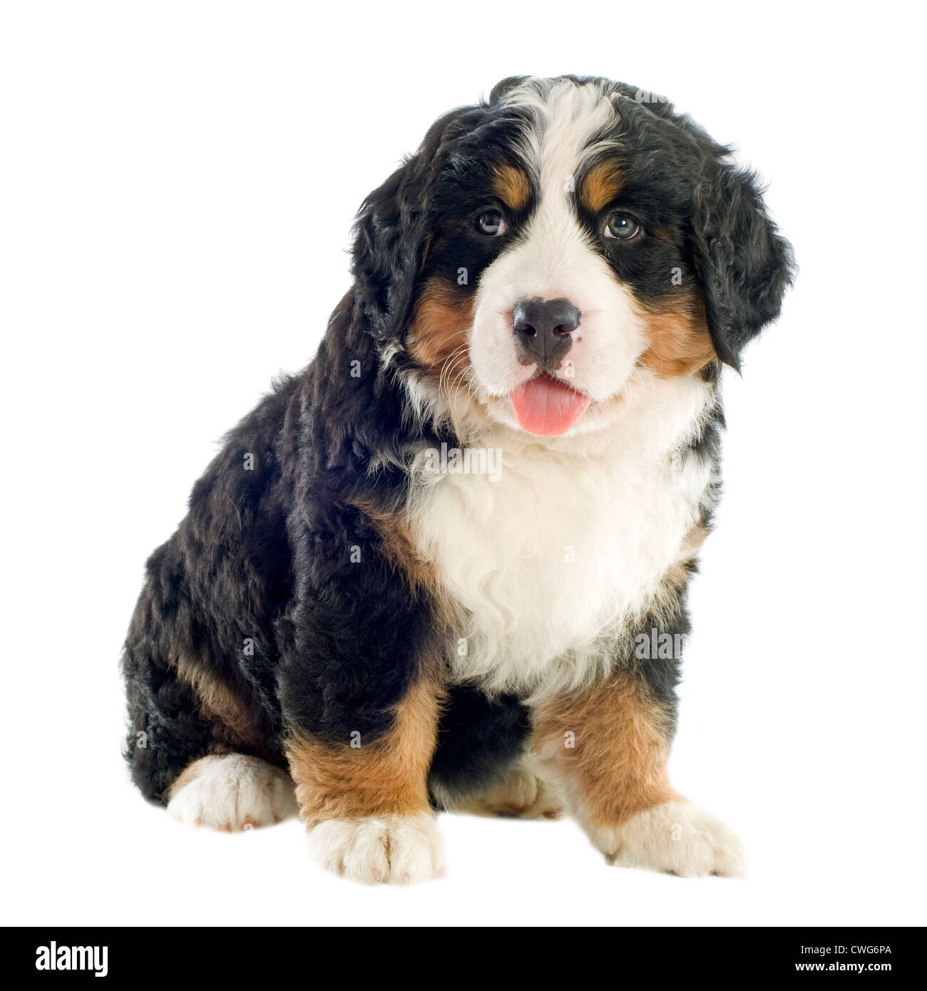 portrait of a purebred bernese mountain dog in front of white ...