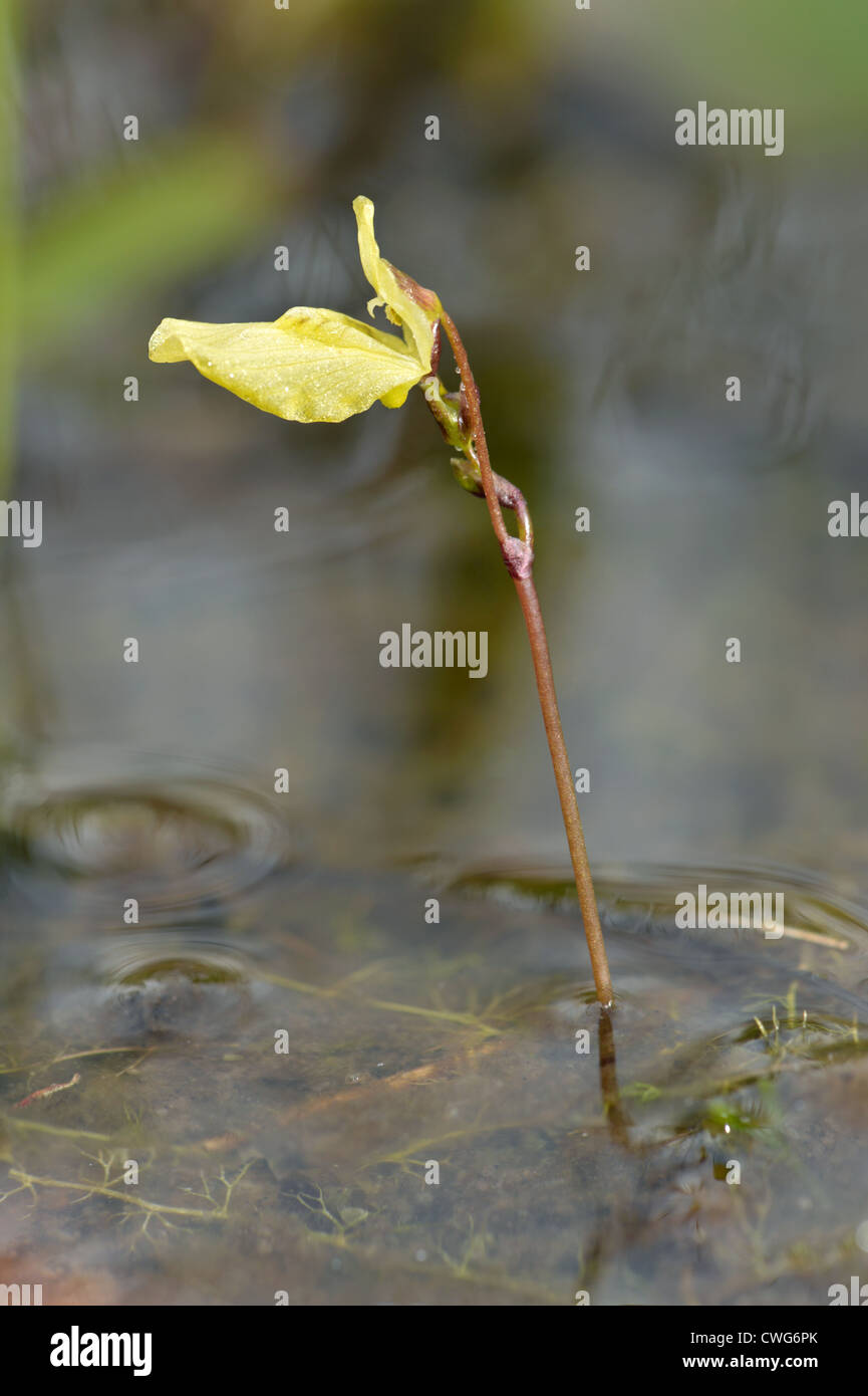 Bladderwort Plant High Resolution Stock Photography and Images - Alamy