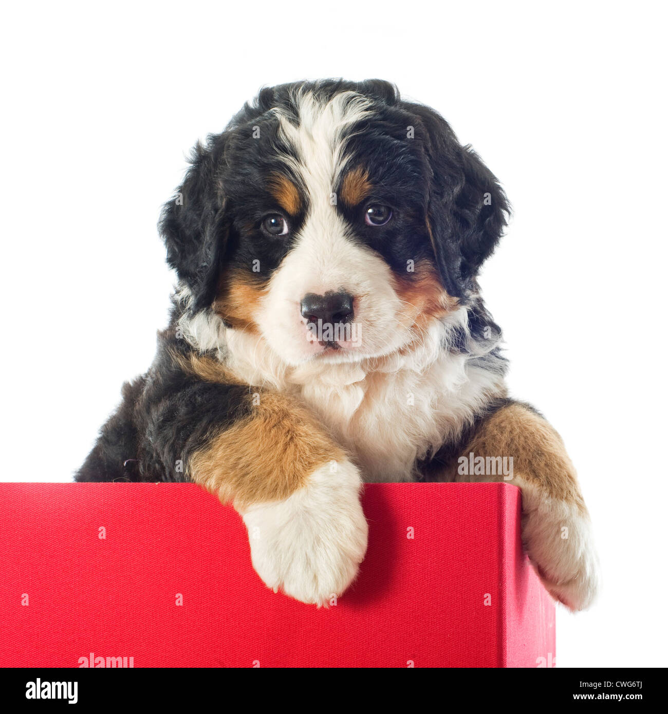 Dog in a box hi-res stock photography and images - Alamy