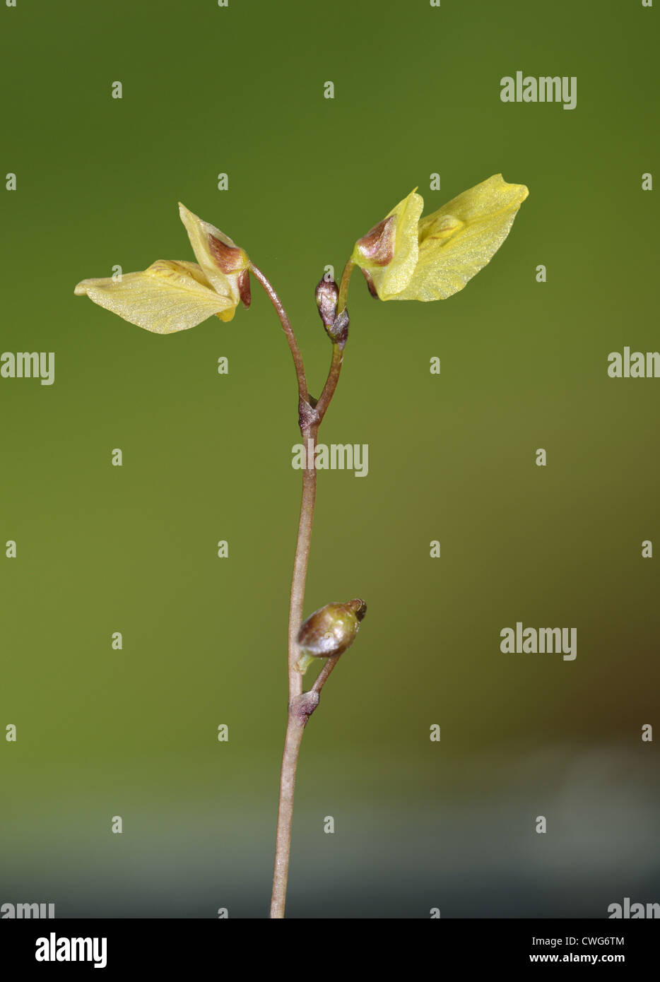 LESSER BLADDERWORT Utricularia minor (Lentibulariaceae Stock Photo - Alamy