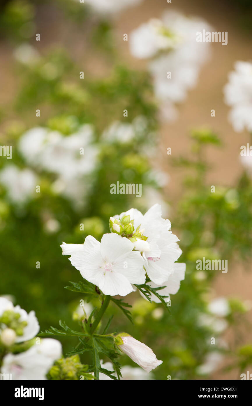 White mallow in flower in summer Stock Photo - Alamy
