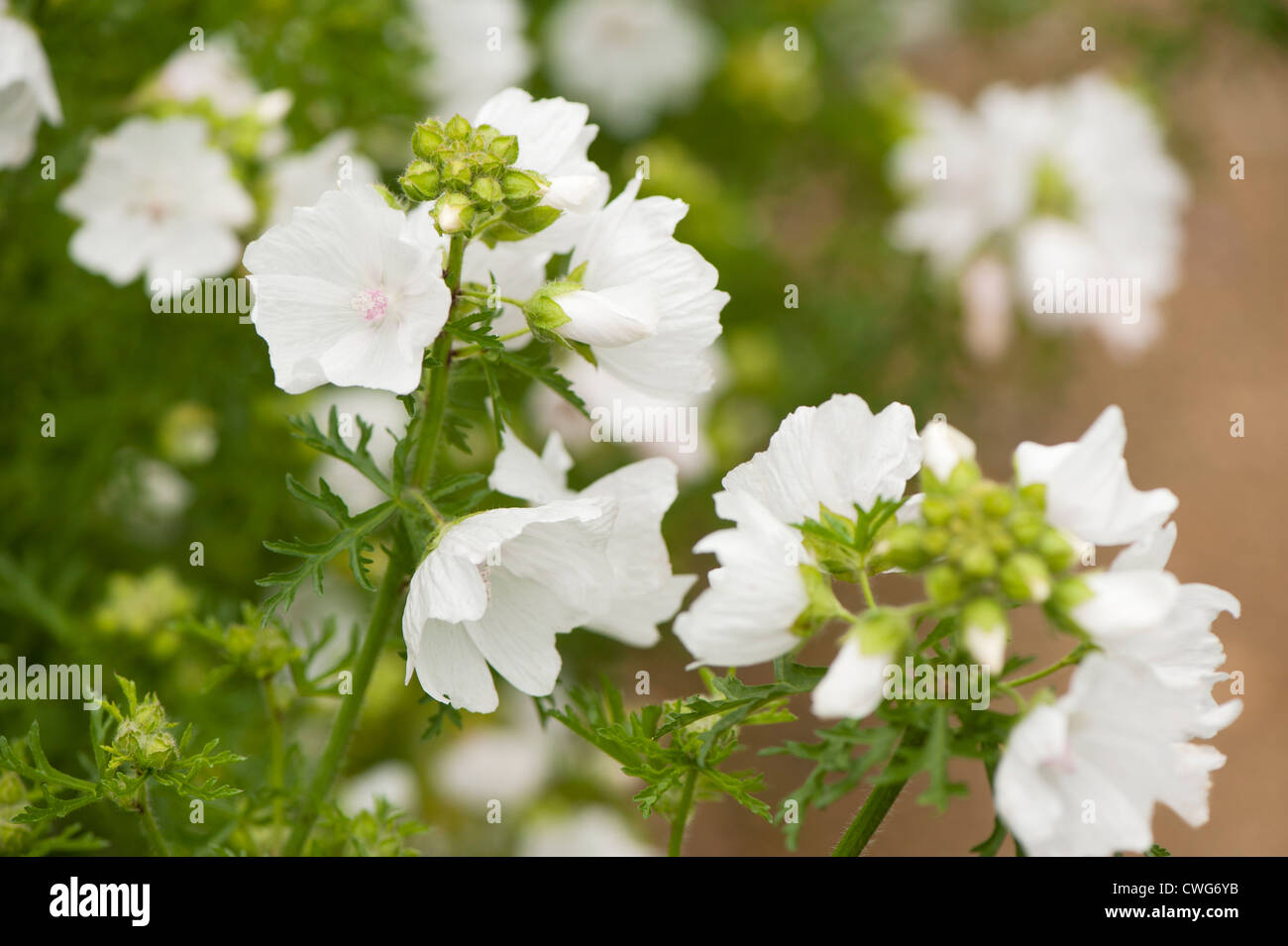 White mallow in flower in summer Stock Photo - Alamy
