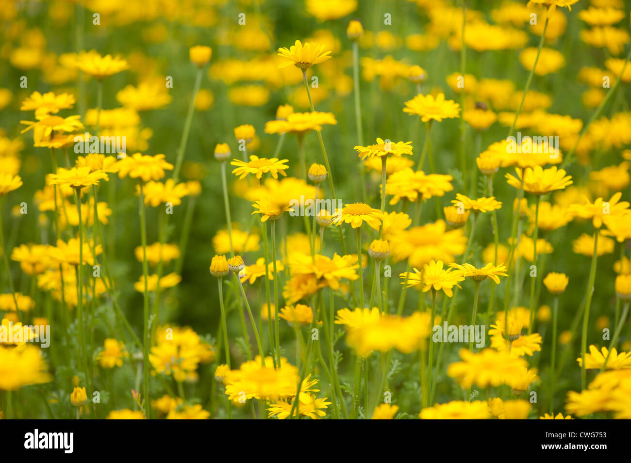 Anthemis tinctoria, Yellow Chamomile Stock Photo - Alamy