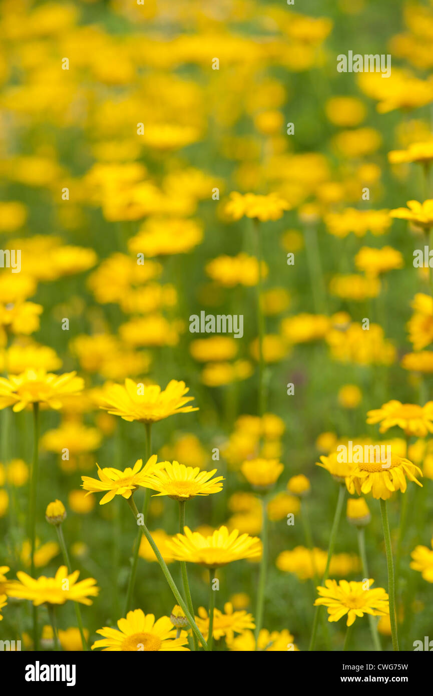 Golden Marguerite Anthemis Tinctoria High Resolution Stock Photography ...
