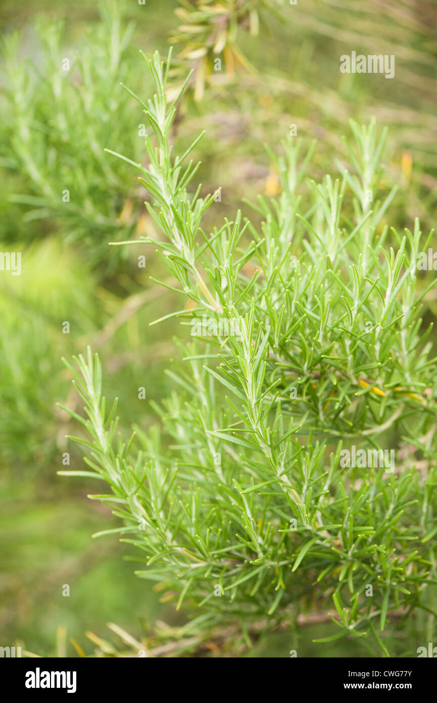 Rosemary, Rosmarinus officinalis Stock Photo - Alamy