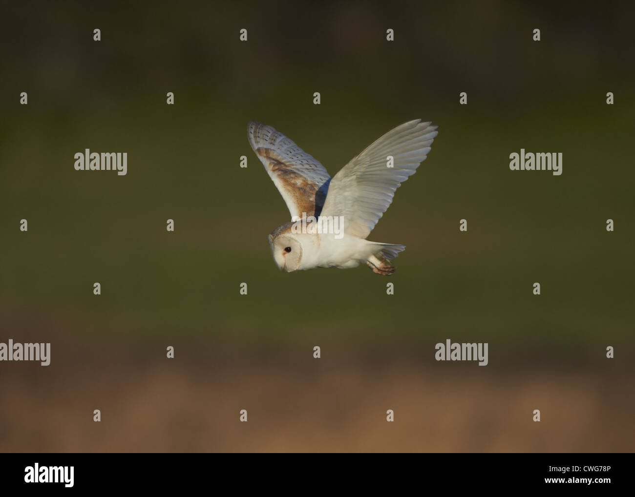 Barn Owl in flight Stock Photo - Alamy
