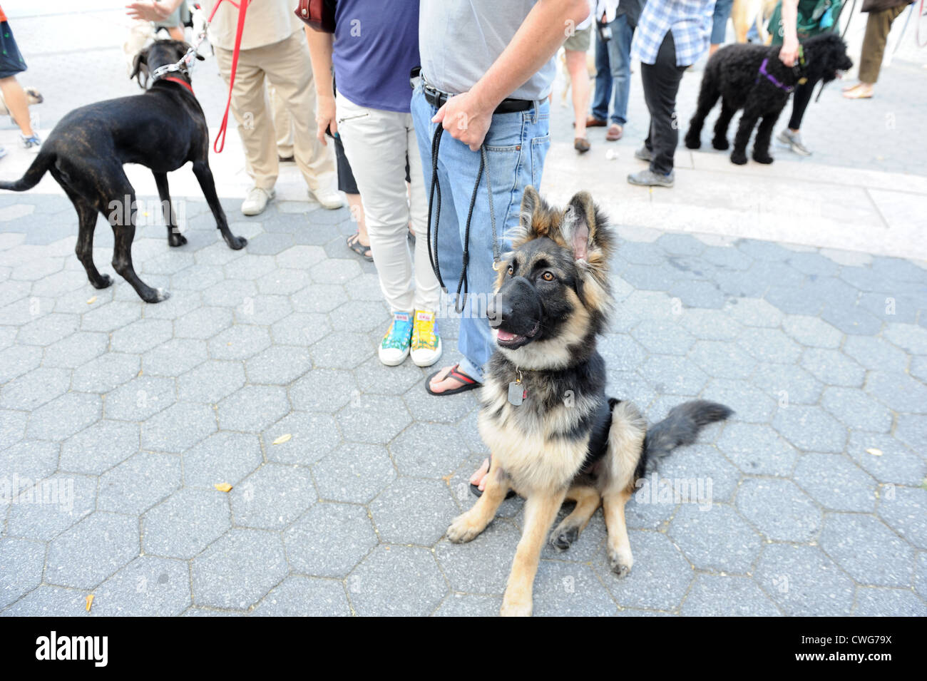 A six-month-old German shepherd puppy and other dogs in Battery Park ...