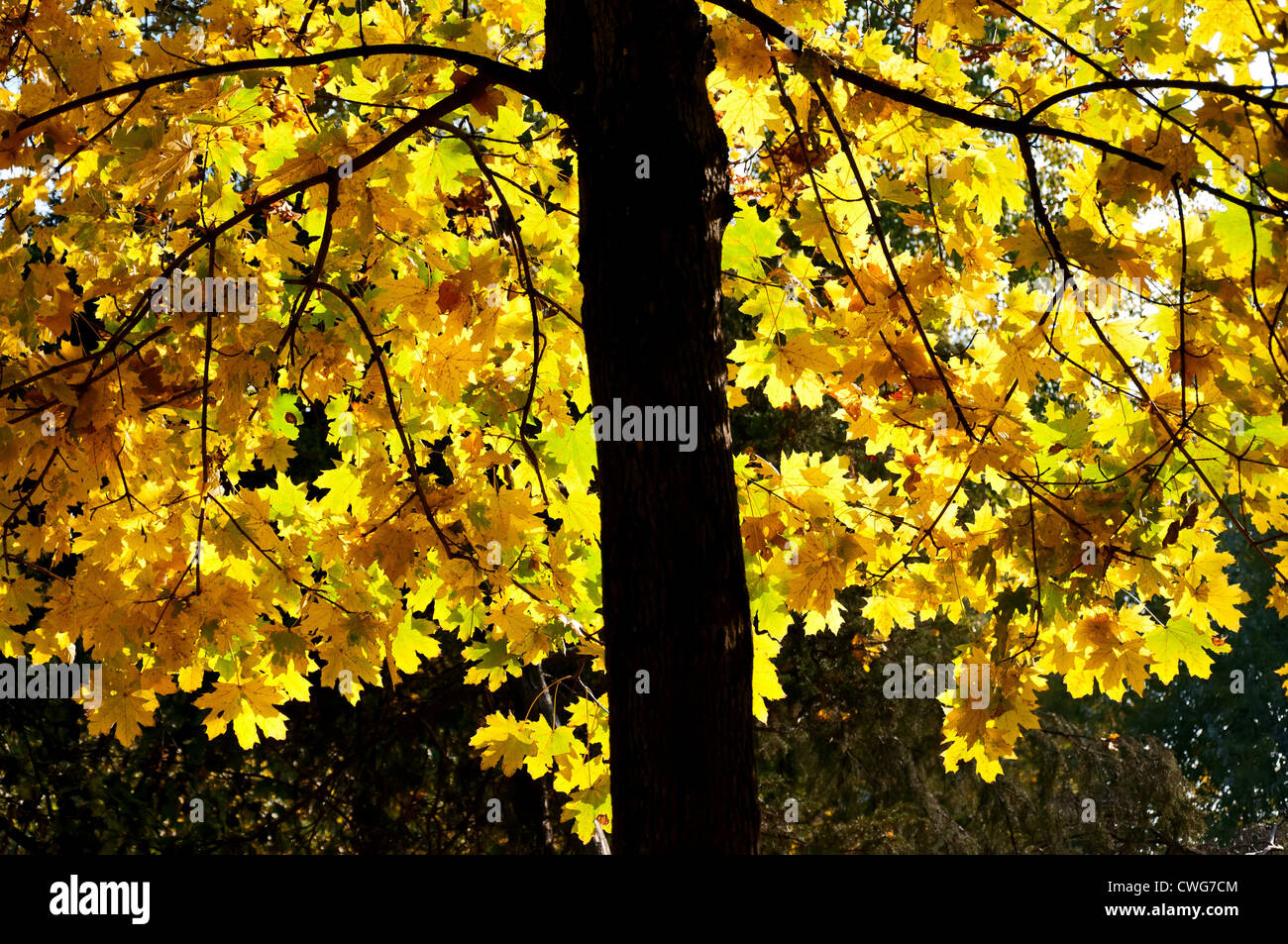 Young maple with gold autumn foliage Stock Photo - Alamy