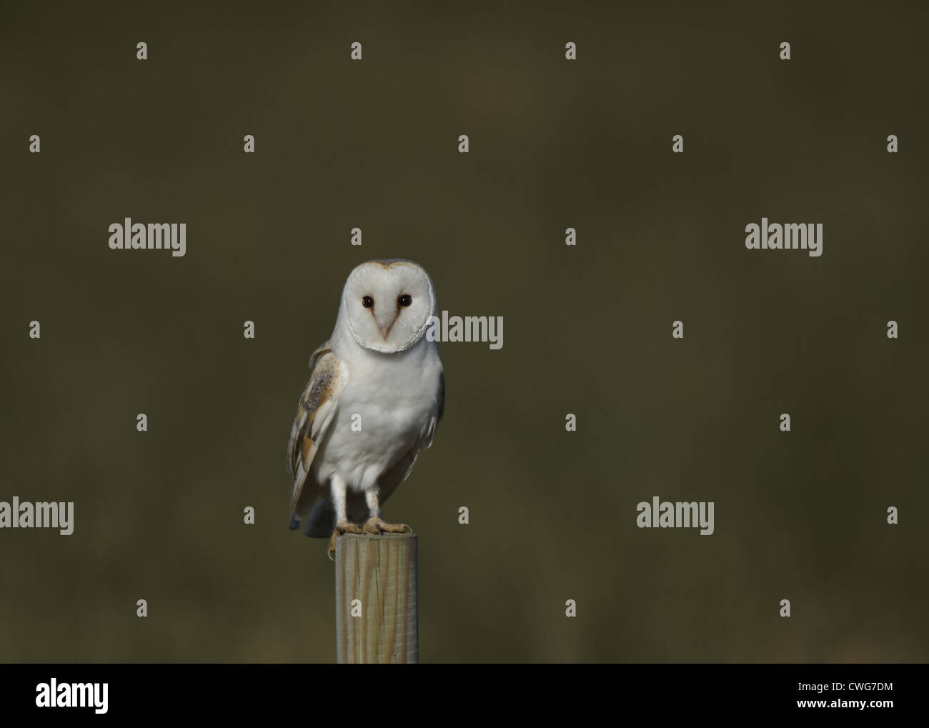Barn Owl sitting on post Stock Photo - Alamy