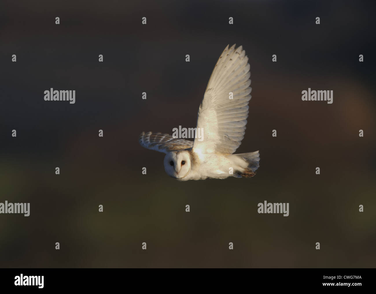 Barn Owl in flight Stock Photo - Alamy