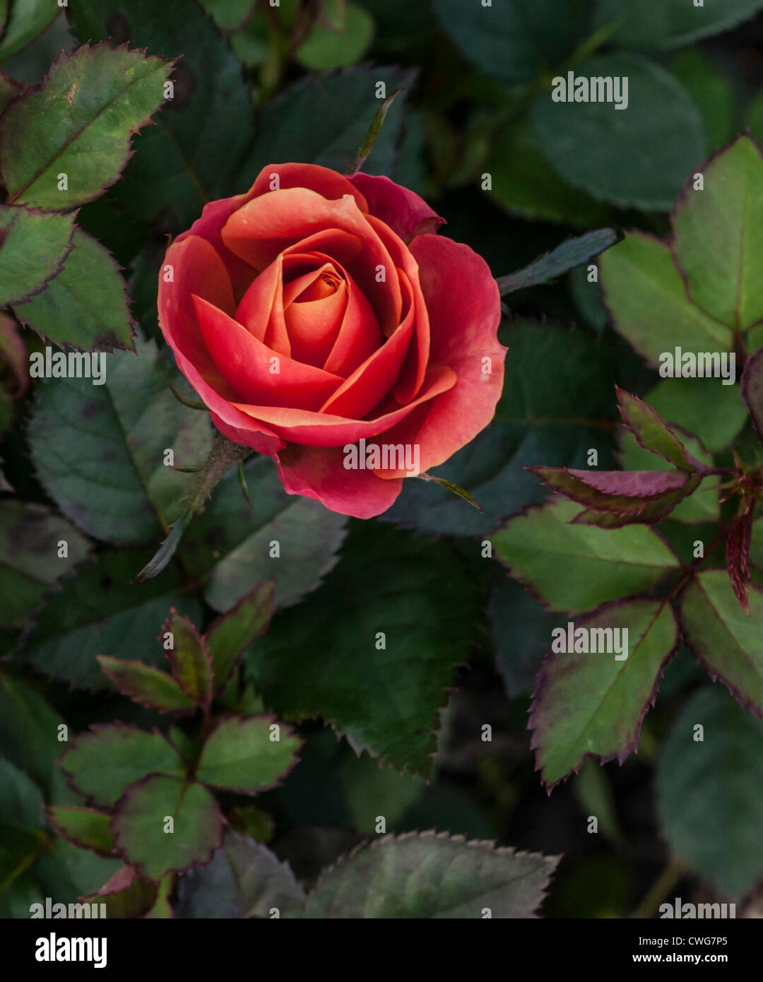 Dwarf rose hi-res stock photography and images - Alamy