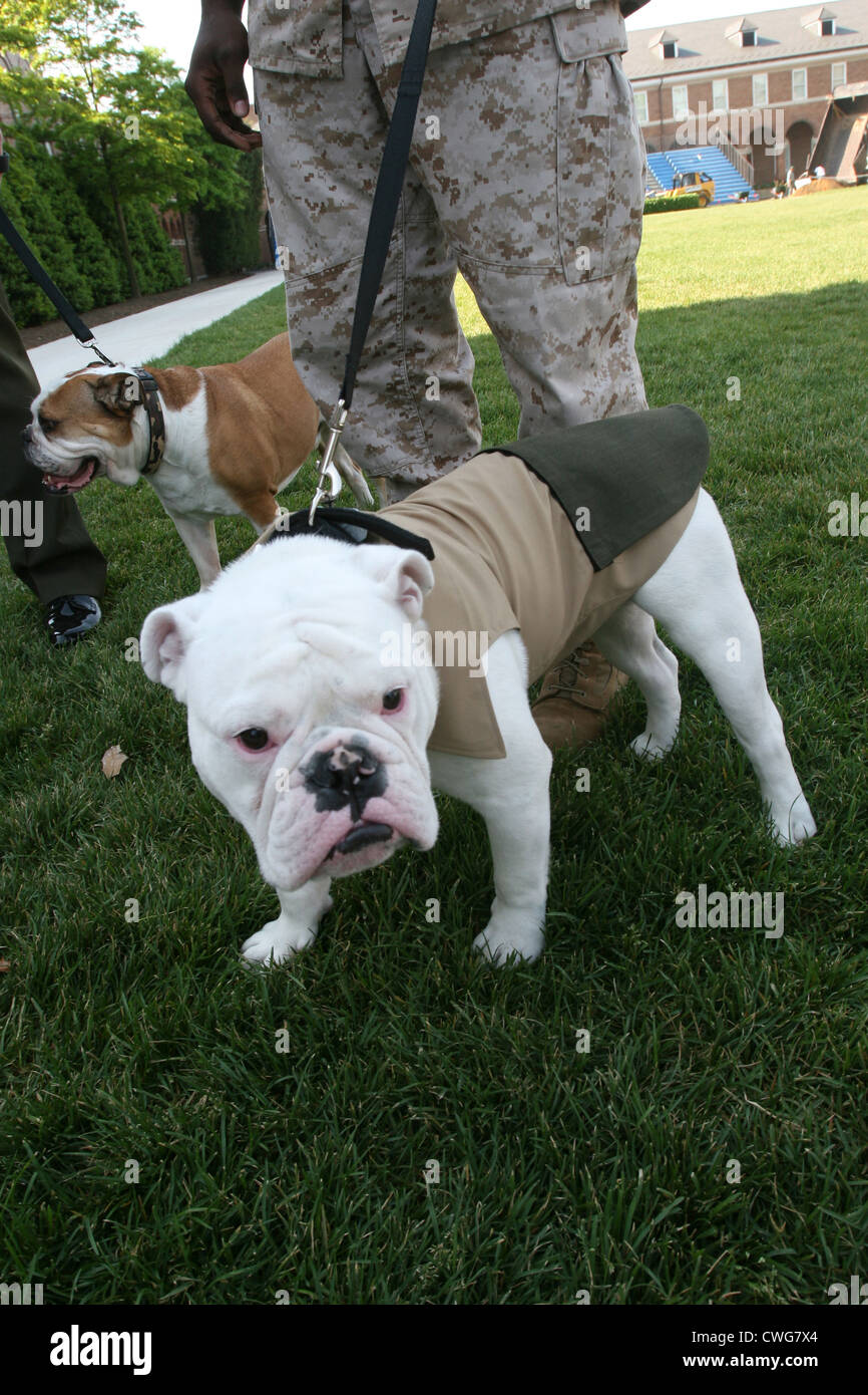 Chesty XIII, the Marine Barracks Washington DC mascot tries on his new ...