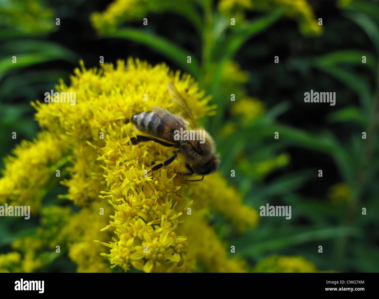 Bees collect nectar Stock Photo - Alamy